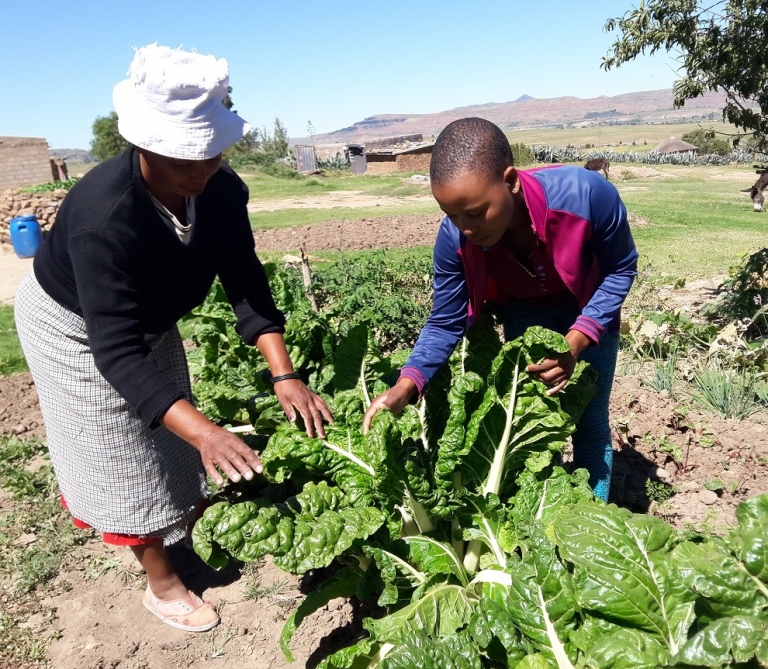 Lesotho: Basotho Women Excel in Farming despite Patriarchal Norms ...